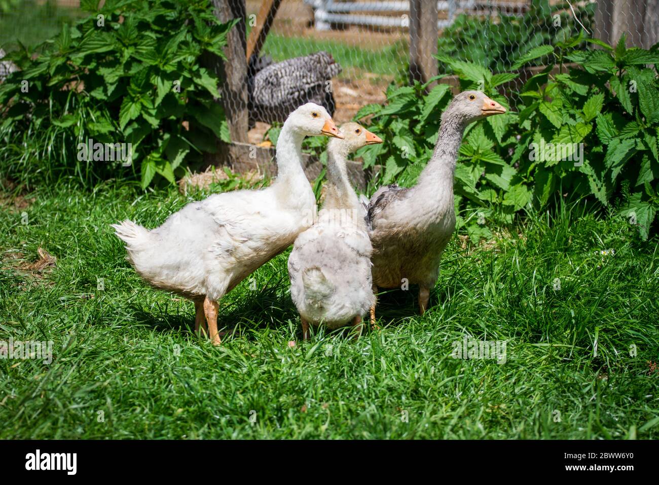 A group of 3 goslings of the goose breed "Österreichische Landgans", a ...