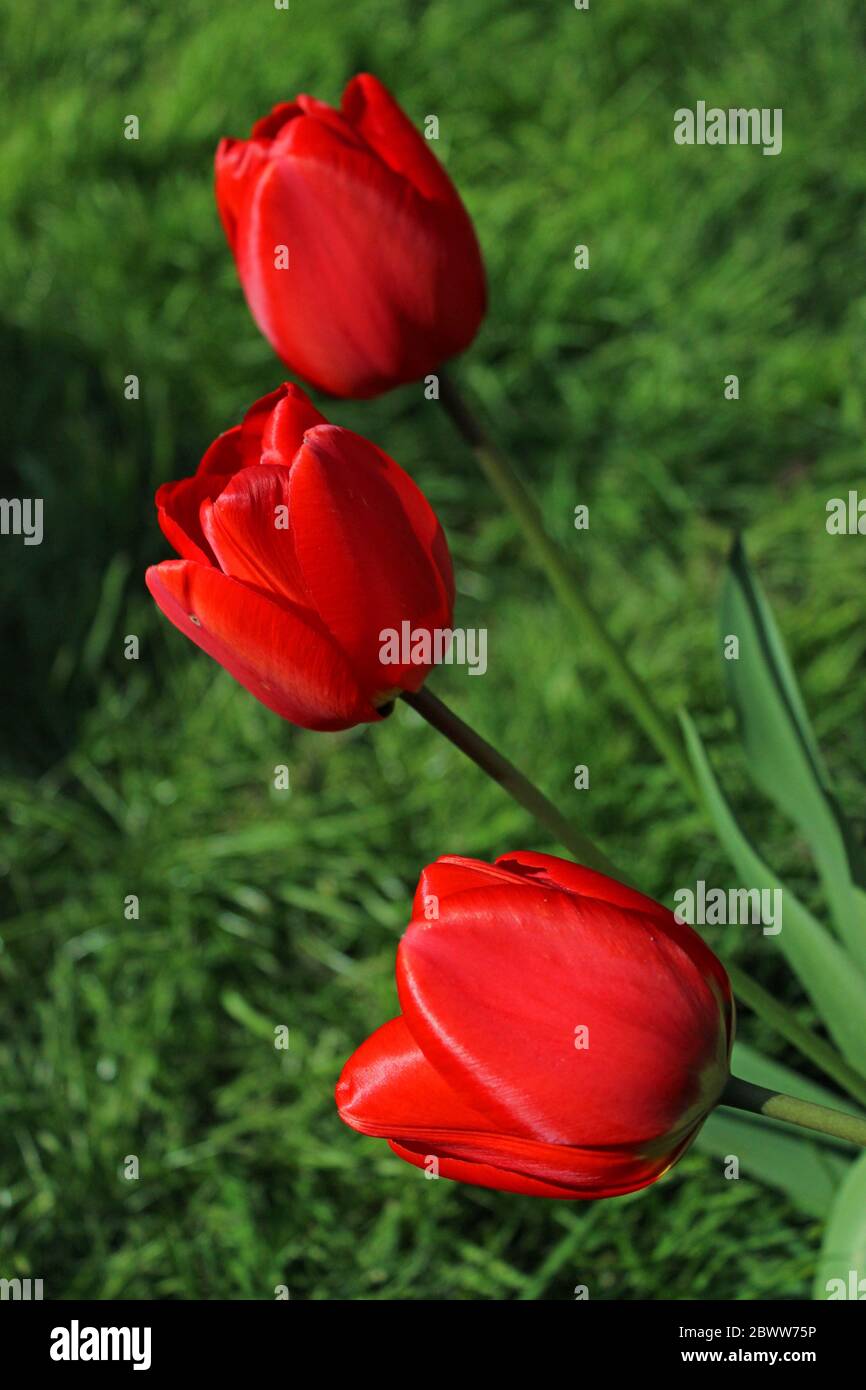 Red tulip flowers Stock Photo - Alamy