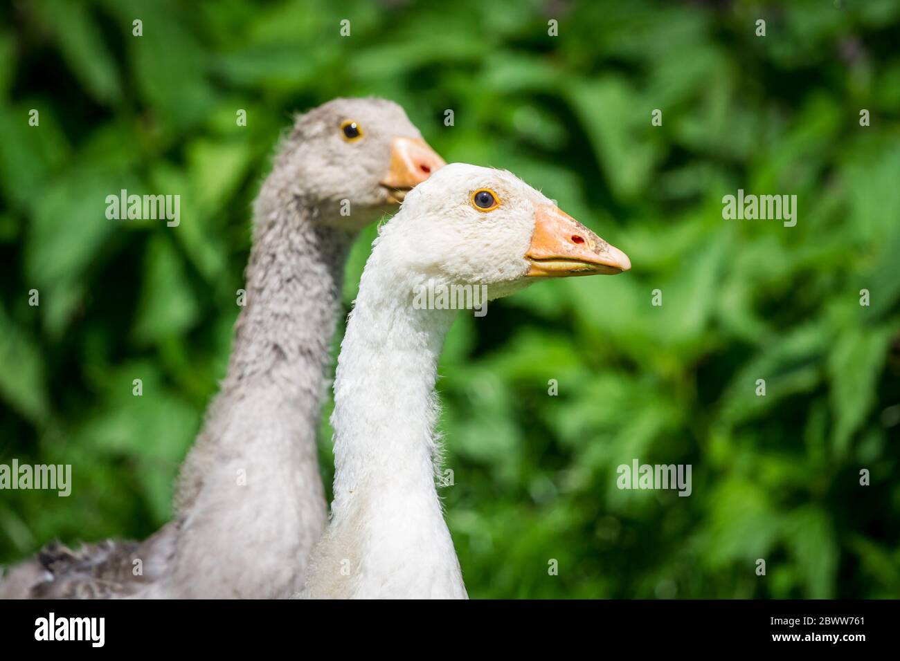 A group of 3 goslings of the goose breed "Österreichische Landgans", a ...
