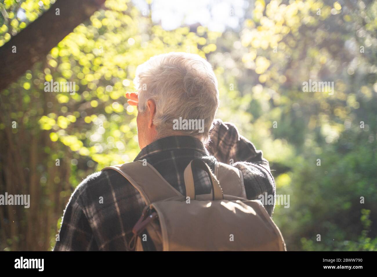 Back view of senior man at backlight hiking in forest Stock Photo - Alamy