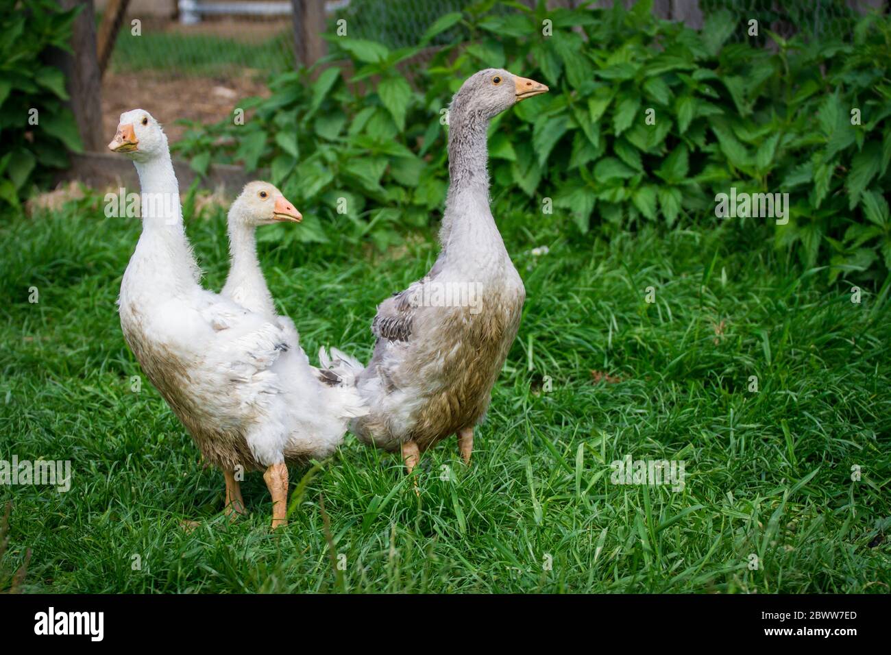 A group of 3 goslings of the goose breed "Österreichische Landgans", a ...