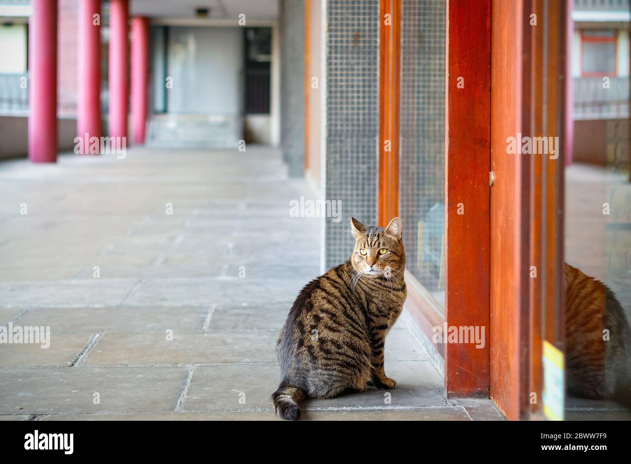 Tabby cat waiting outside flat with communal corridor in the background ...