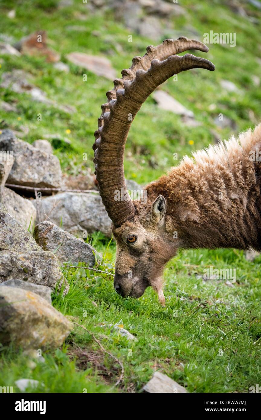 portrait of an impressive male ibex in Engadine Stock Photo - Alamy