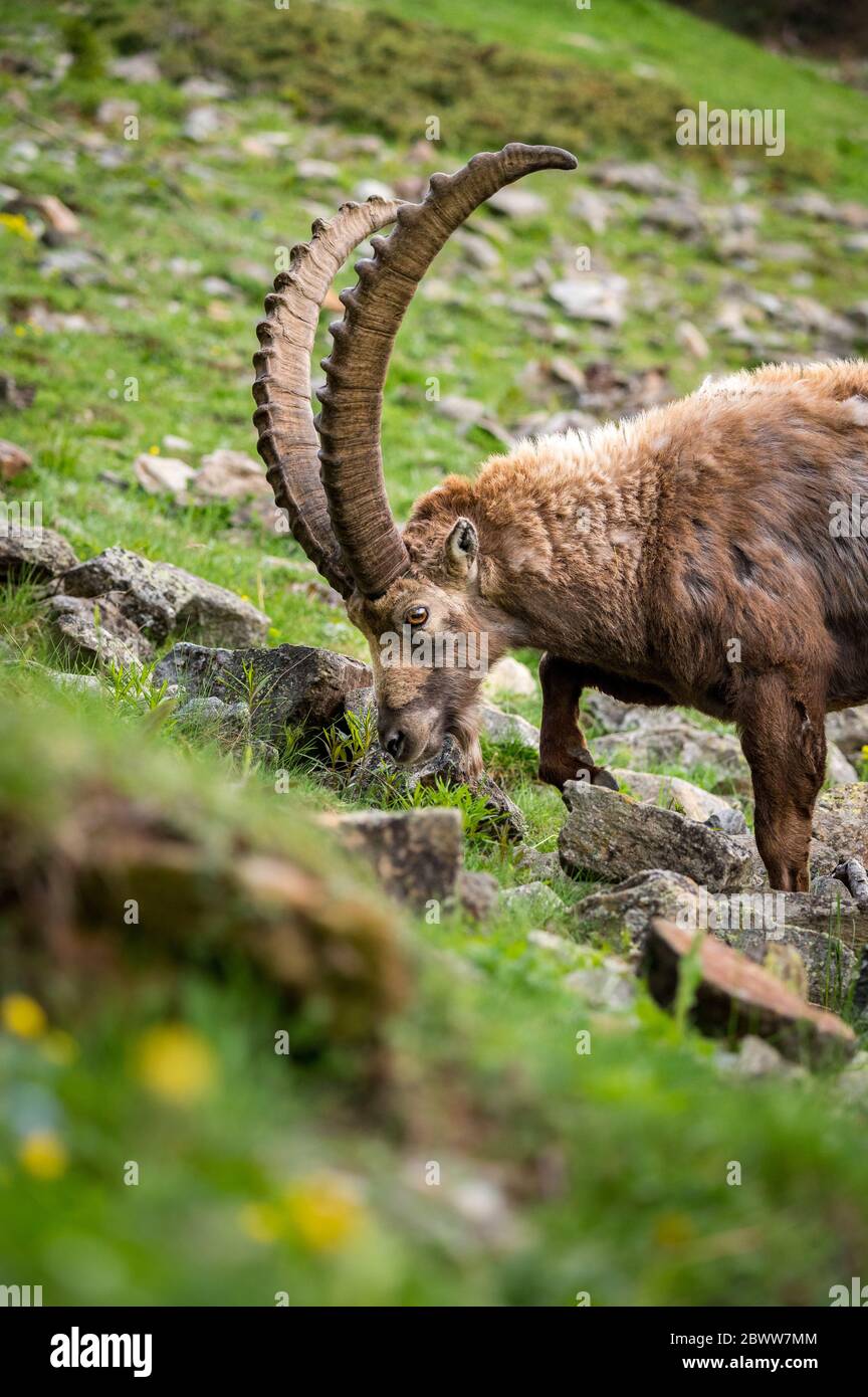 portrait of an impressive male ibex in Engadine Stock Photo - Alamy