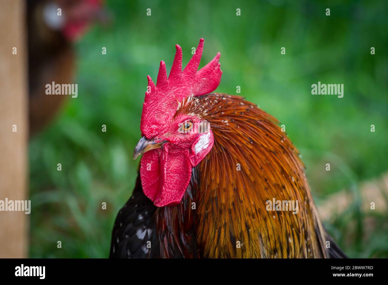 Endangered rare breed hi-res stock photography and images - Alamy