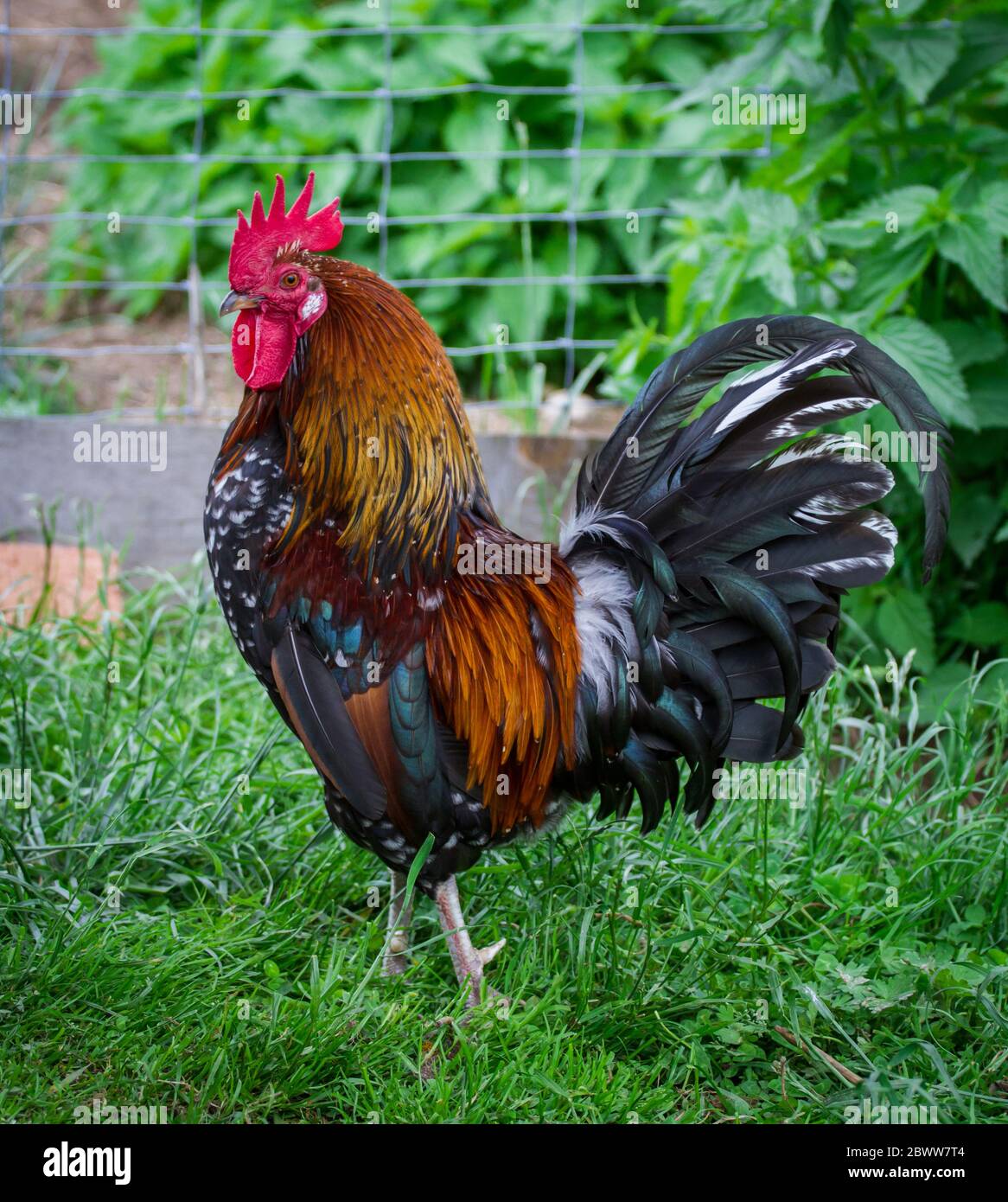 Chicken rooster of the old rare breed Proveis-Ultentaler chicken from ...