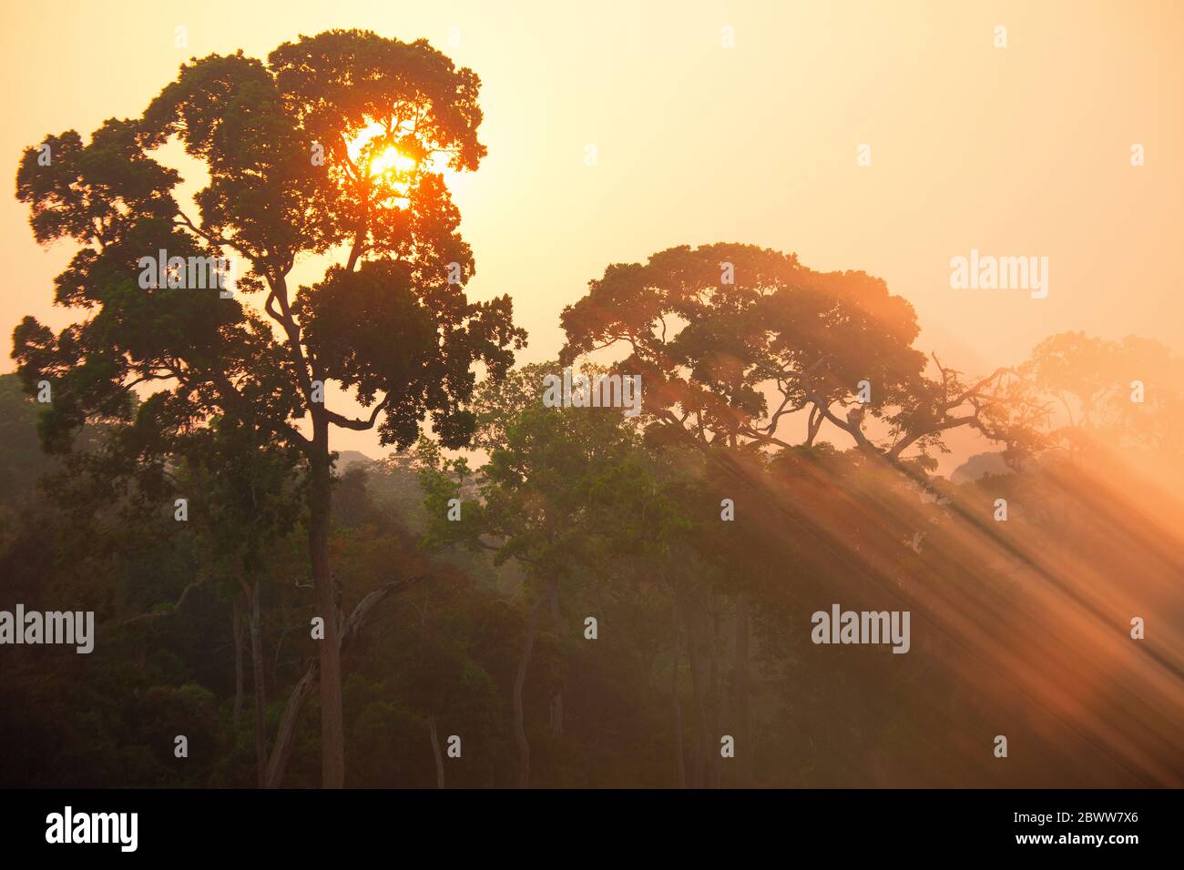 Central African Republic, Rising sun illuminating treetops of Dzanga ...