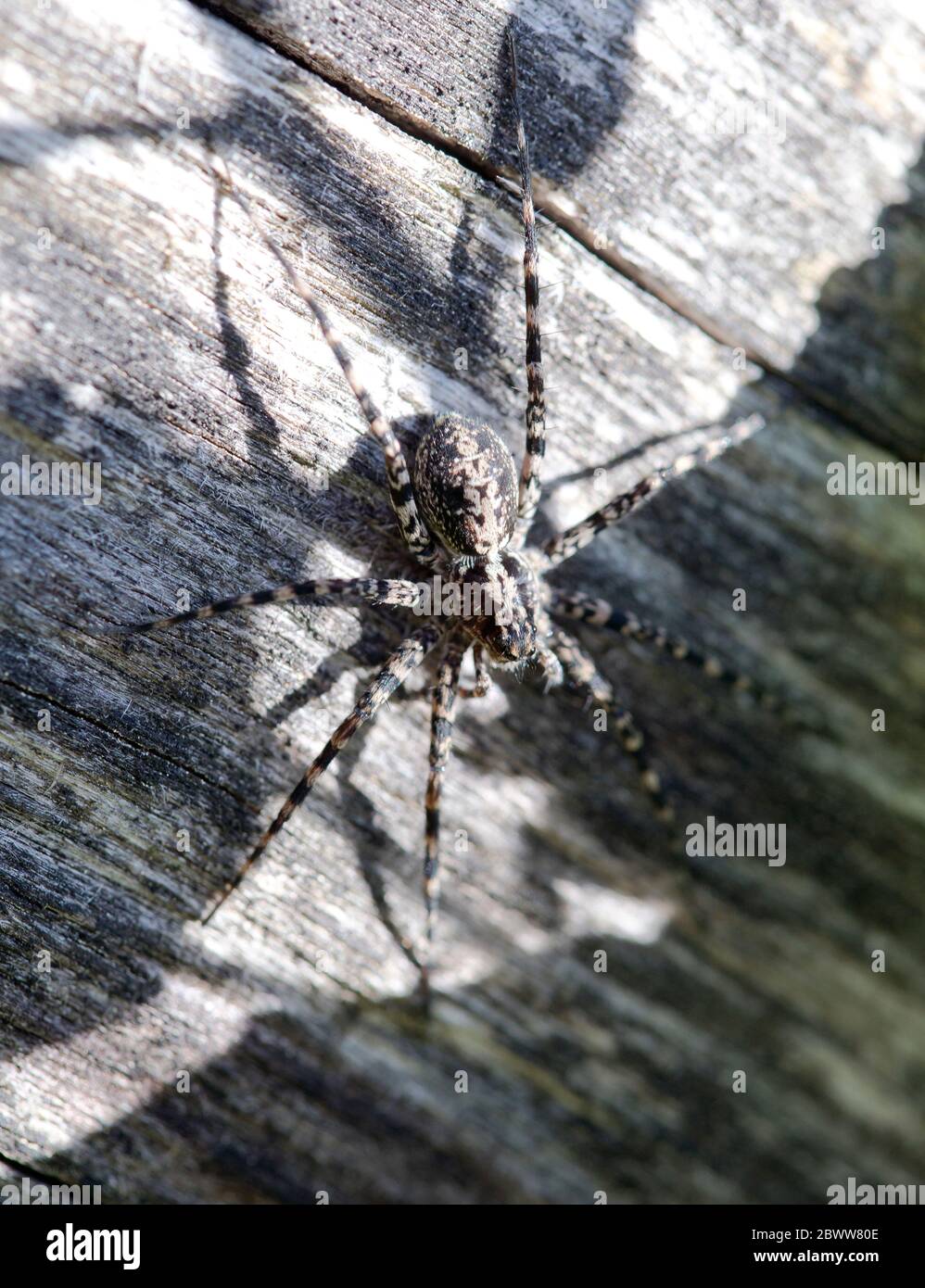 Close up spider sitting on hi-res stock photography and images - Alamy
