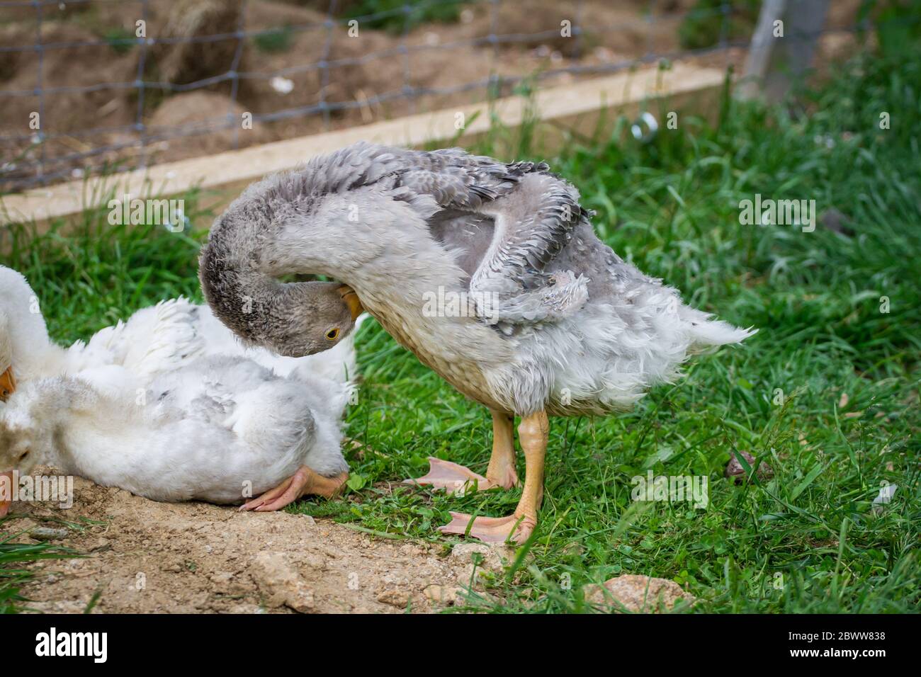 Critically endangered austrian breed hi-res stock photography and ...