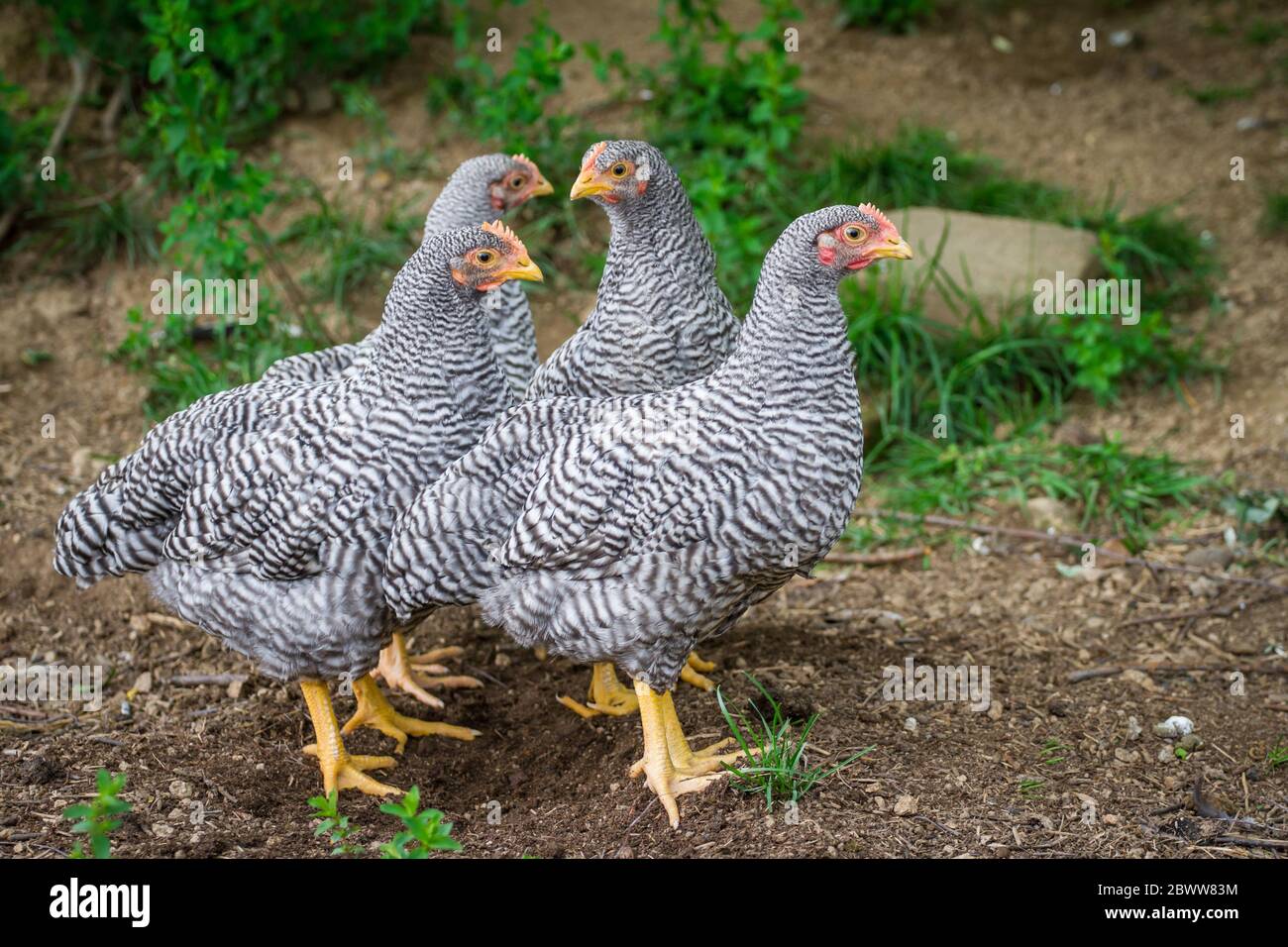 Young amrock rooster hi-res stock photography and images - Alamy
