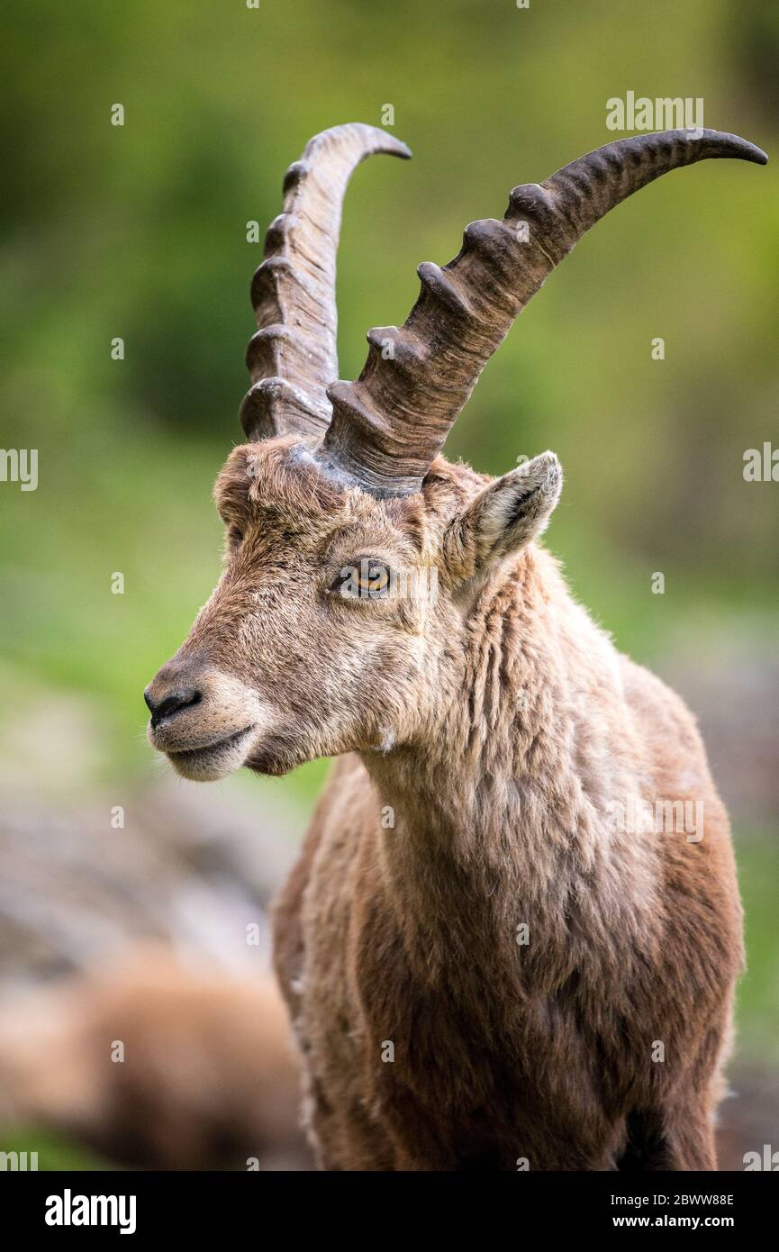 portrait of a young male ibex in Engadine Stock Photo - Alamy