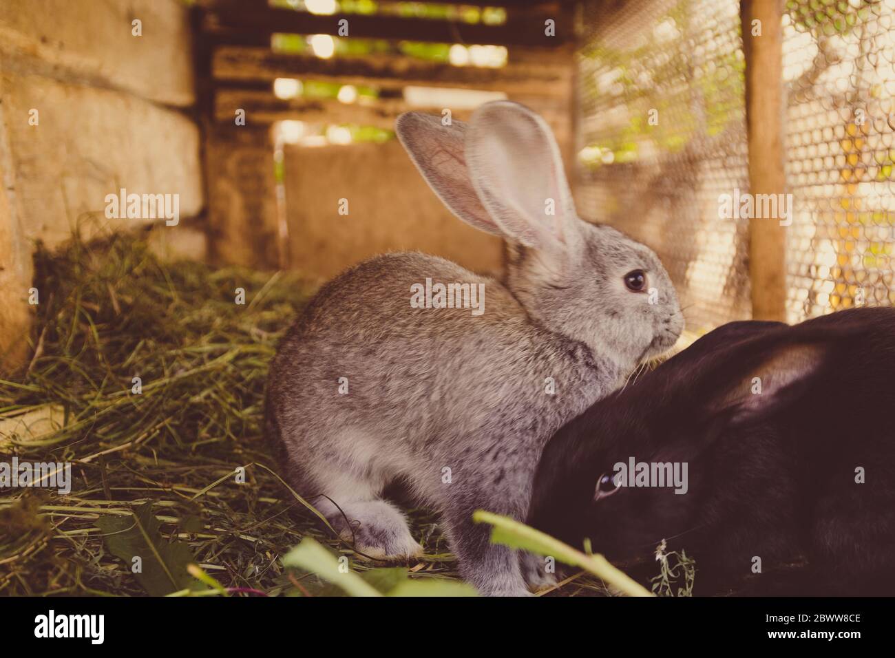 Rabbit breeding concept. Cute fluffy rabbits in a cage on the farm ...