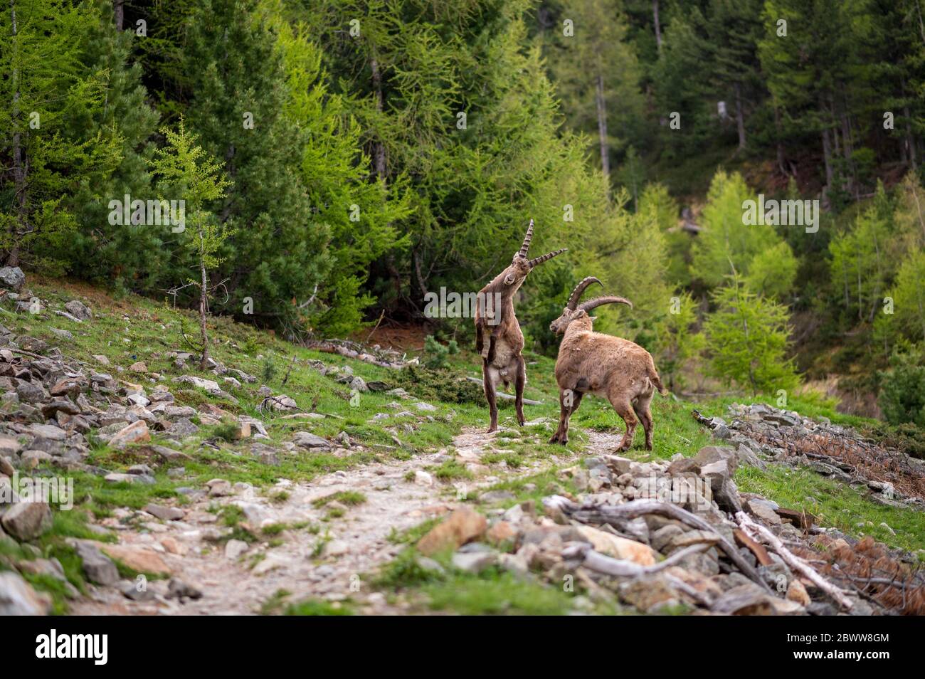 Alpine ibexes capra ibex fighting hi-res stock photography and images ...