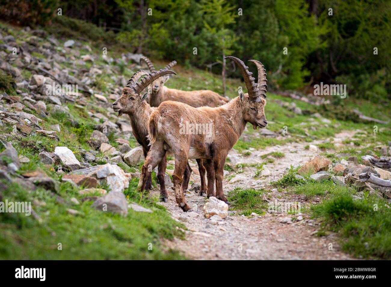 group of subadult male ibexes in Engadine Stock Photo - Alamy