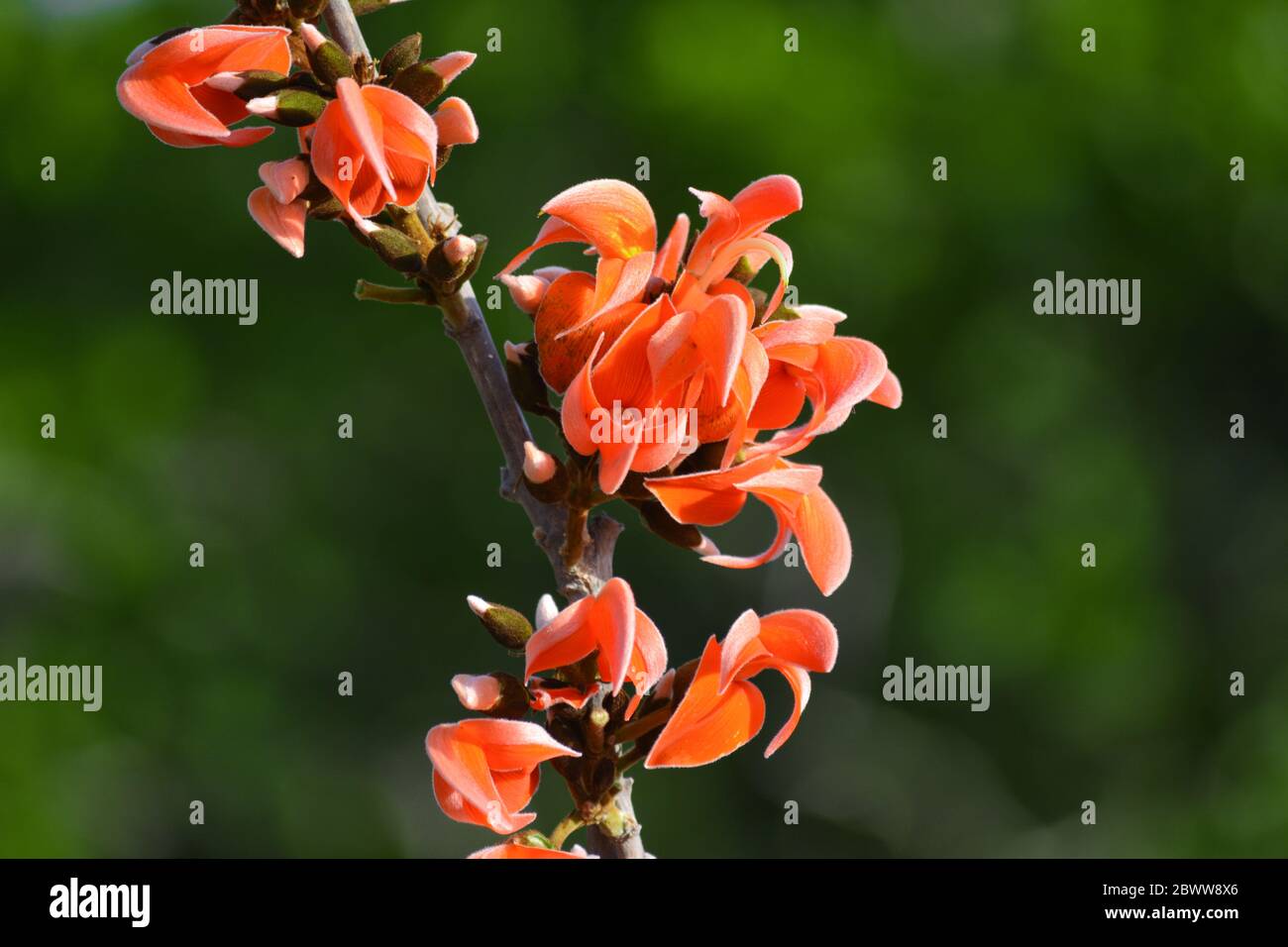 Butea Monosperma or Palash Flower Stock Photo - Alamy
