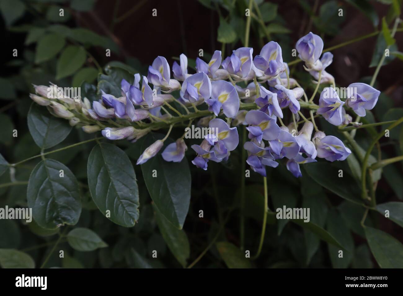Native wisteria hi-res stock photography and images - Alamy