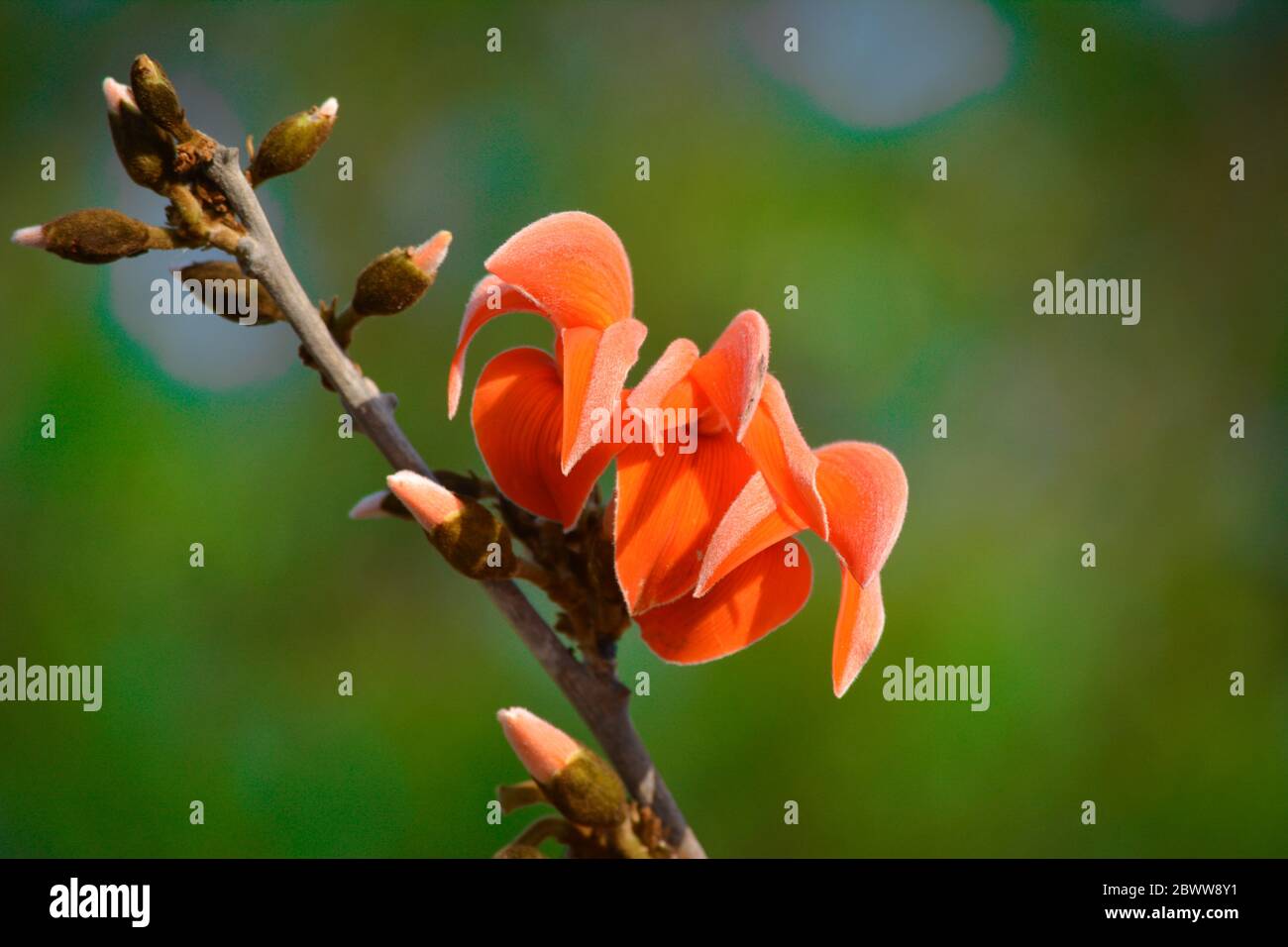 Butea Monosperma or Palash Flower Stock Photo - Alamy