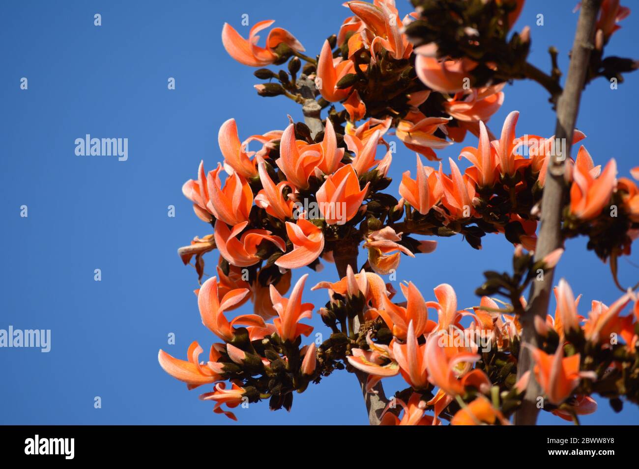 Butea Monosperma or Palash Flower Stock Photo - Alamy