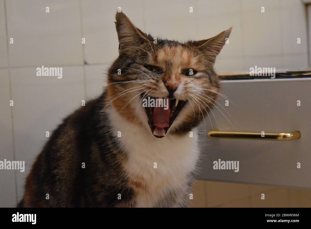 Dangerous cat hi-res stock photography and images - Alamy