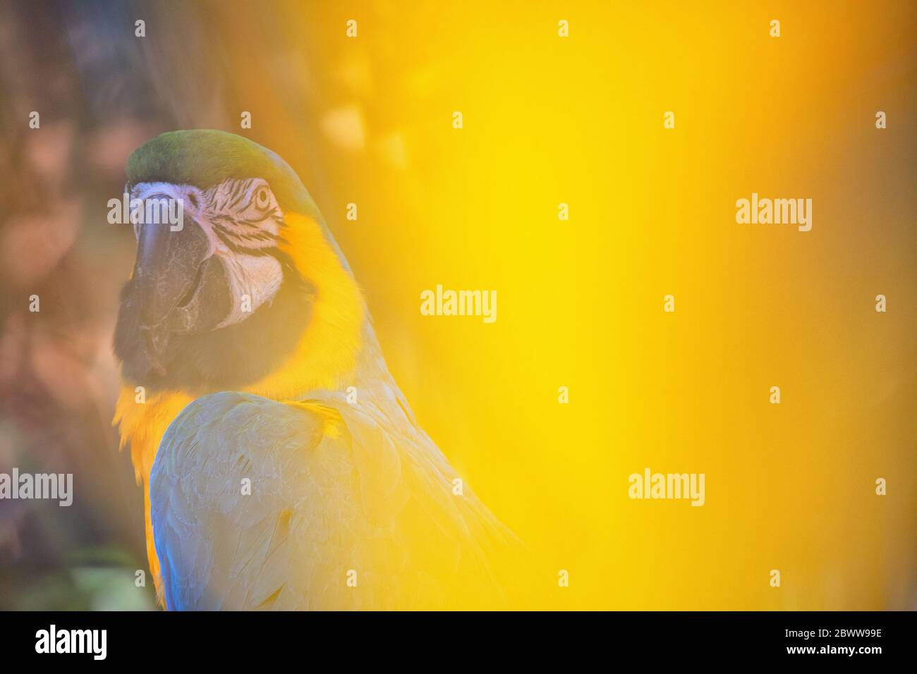Portrait of blue and yellow macaw, Manaus, Brazil Stock Photo - Alamy