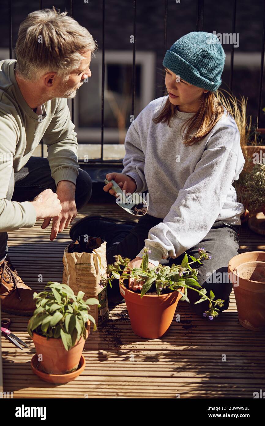 Father and daughter planting flower together on balcony Stock Photo - Alamy