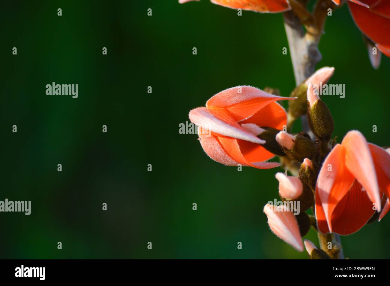 Butea Monosperma or Palash Flower Stock Photo - Alamy