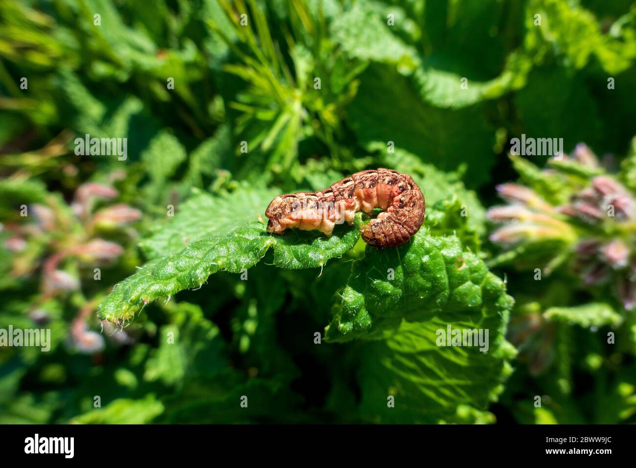 Caterpillar Germany High Resolution Stock Photography and Images - Alamy