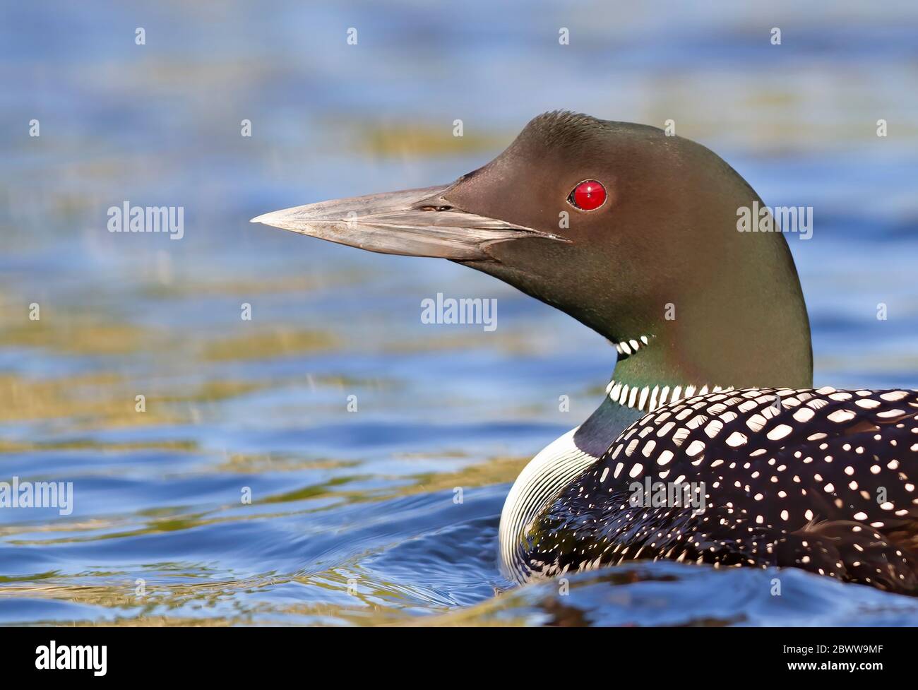 Common Loon (Gavia immer) detailed closeup isolated on green background ...