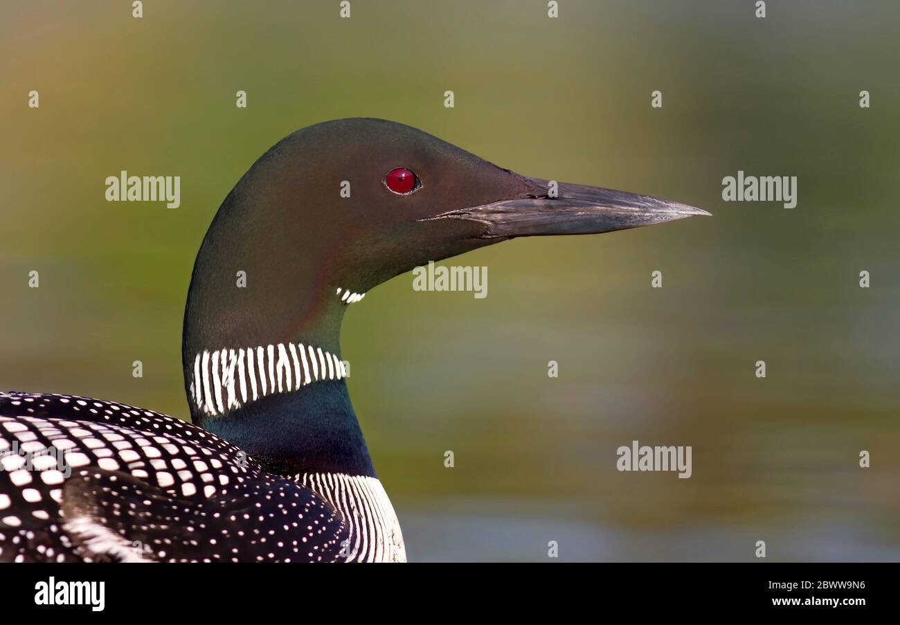 Common Loon (Gavia immer) detailed closeup isolated on green background ...