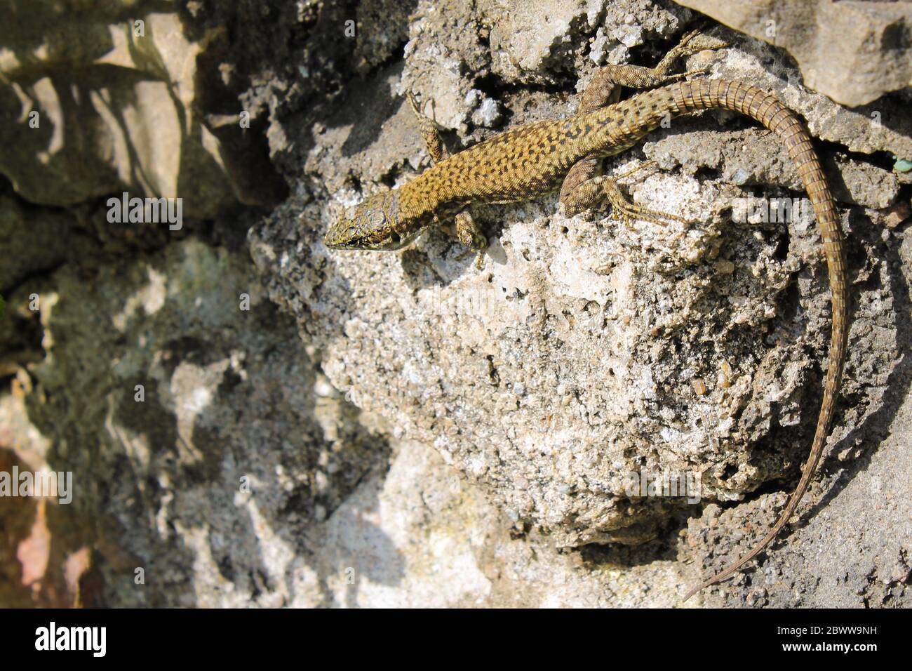 Hunter lizard hi-res stock photography and images - Alamy