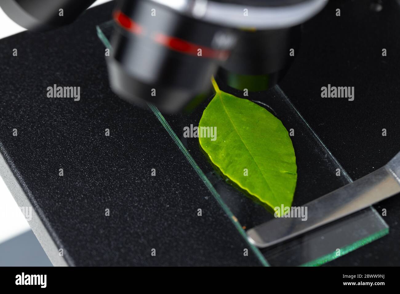 Close up of a plant leaf on a glass slide in a microscope ...