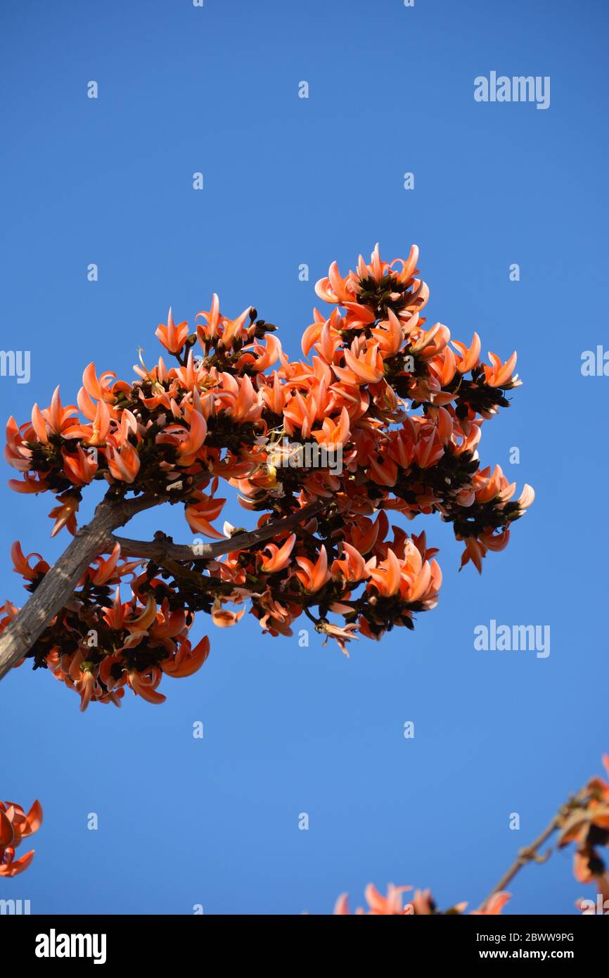 Butea Monosperma or Palash Flower Stock Photo - Alamy