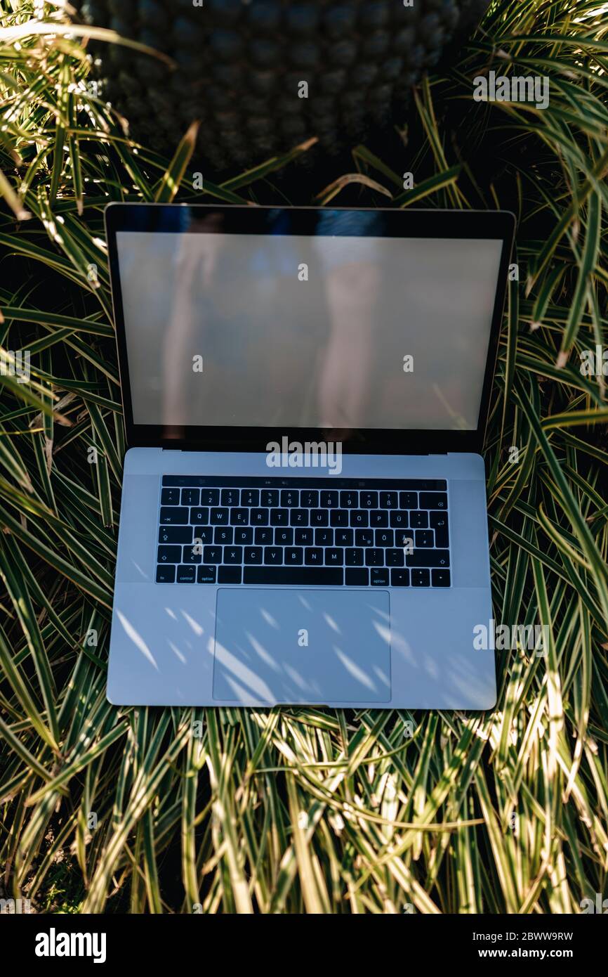 Laptop in tall grass Stock Photo - Alamy