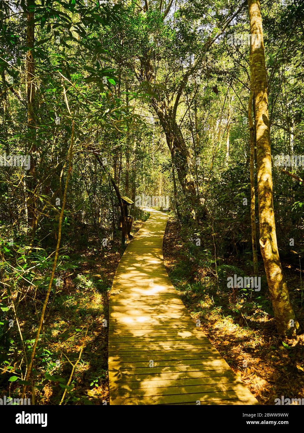 Wooden path between trees, Tsitsikamma National Park, South Africa ...