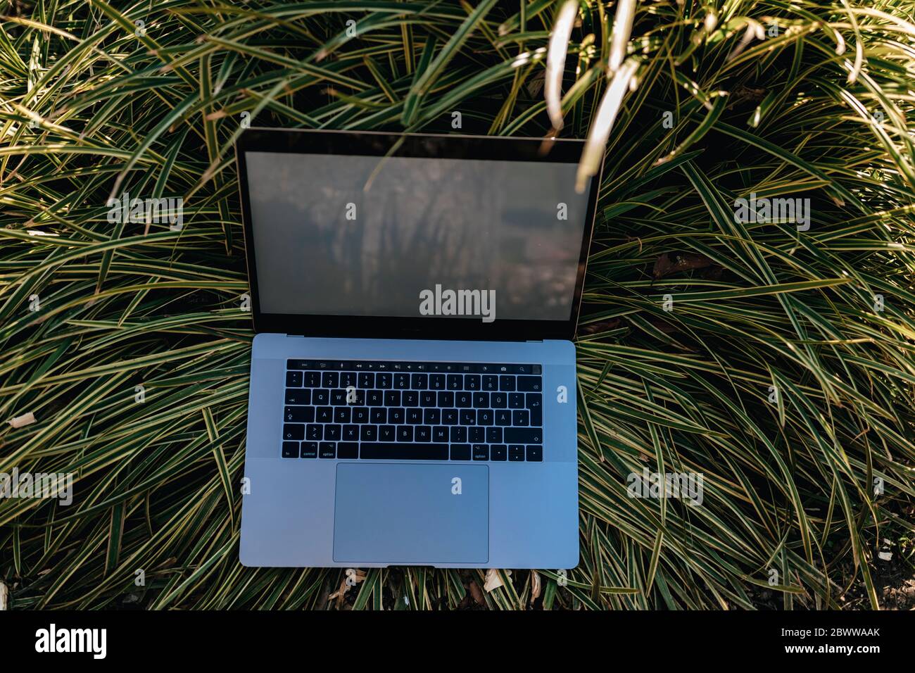 Laptop in tall grass Stock Photo - Alamy