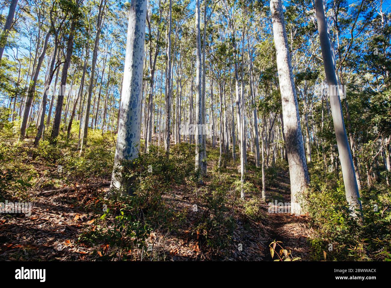Bodalla hi-res stock photography and images - Alamy