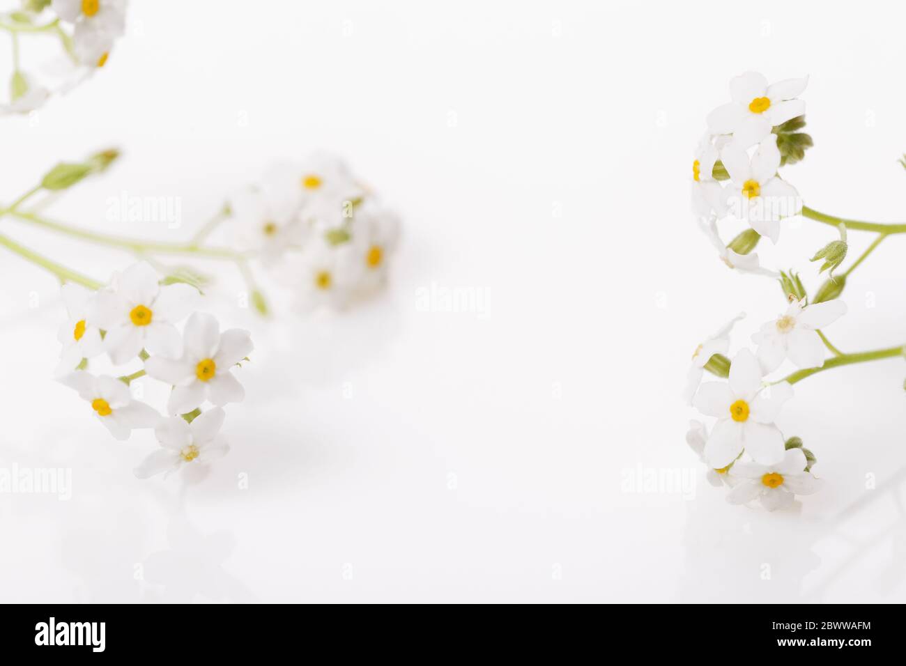 White forget-me-nots. Little spring summer flowers on a white ...