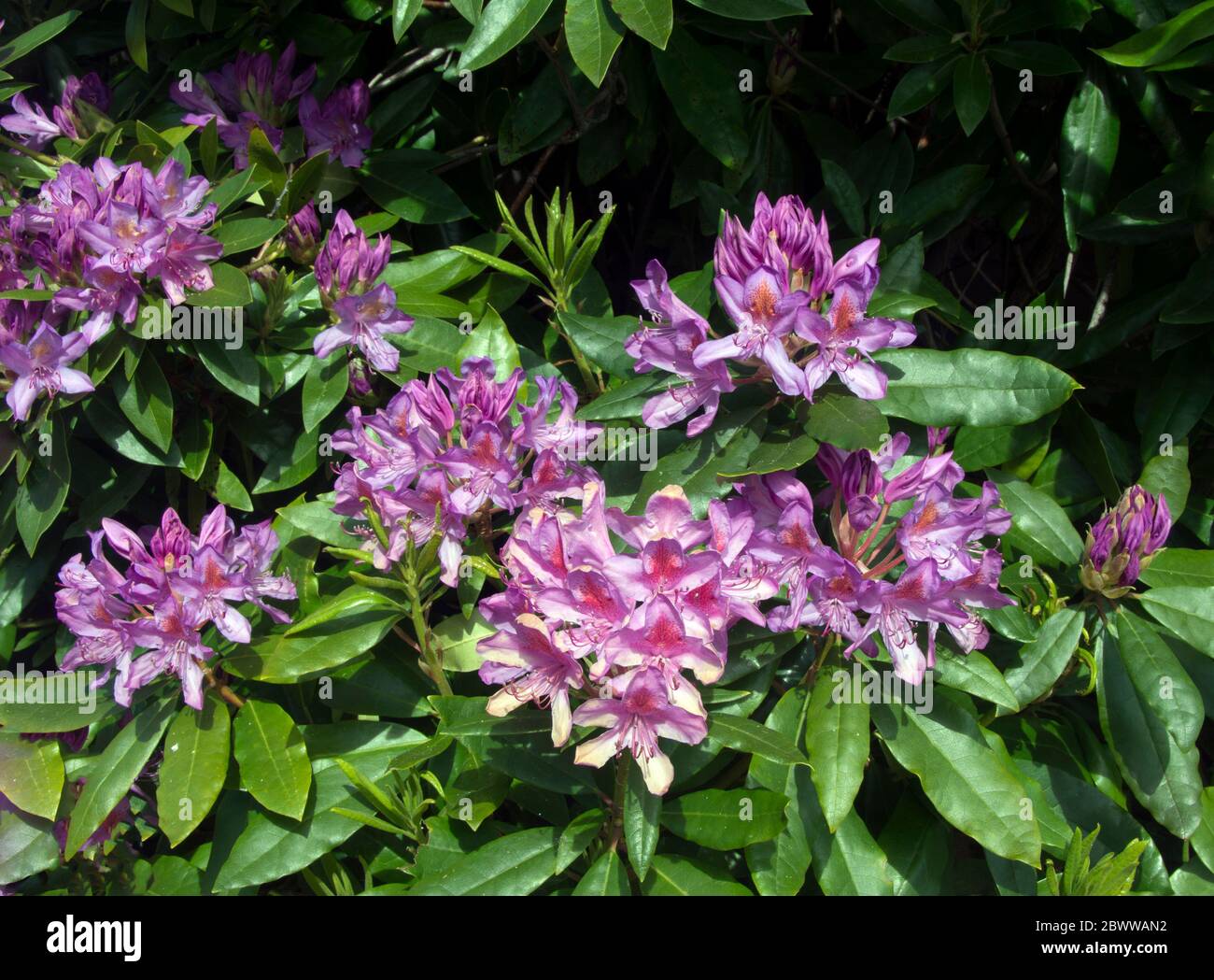 Rhododendron ponticum invasive hi-res stock photography and images - Alamy