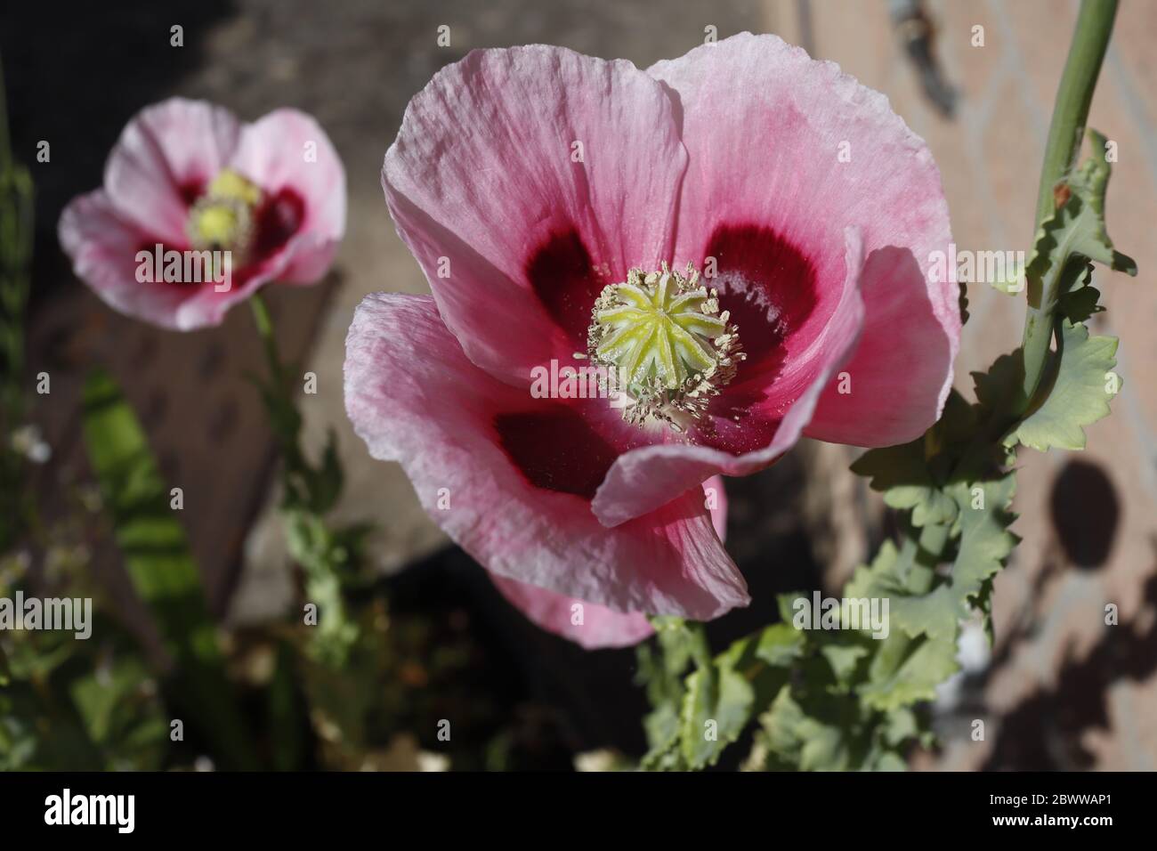 Papaver somnifrrum hi-res stock photography and images - Alamy