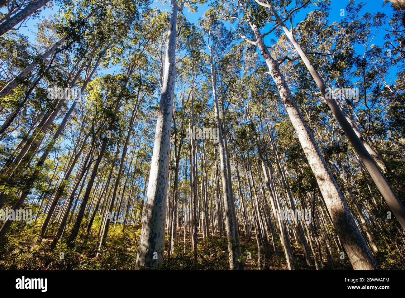 Bodalla hi-res stock photography and images - Alamy