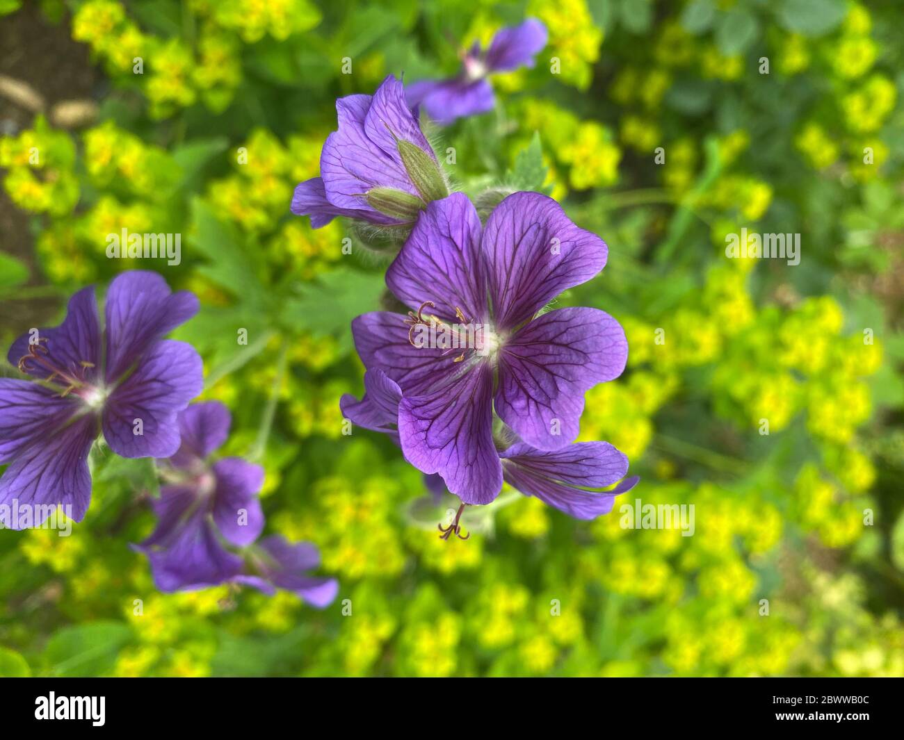 Cranesbill Johnson's Blue flower Stock Photo - Alamy