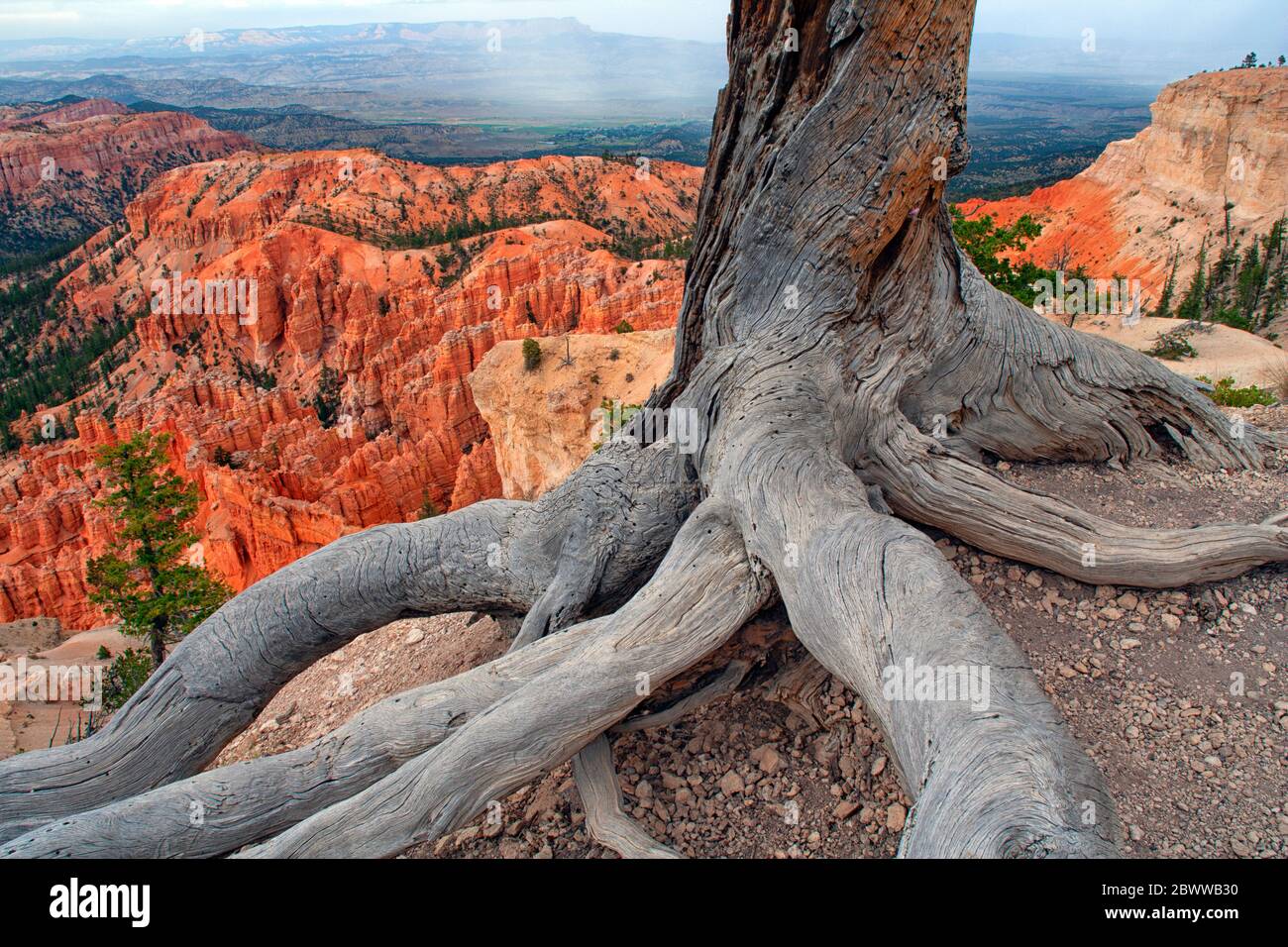 USA, Utah, Roots of dead tree in Bryce Canyon National Park Stock Photo ...