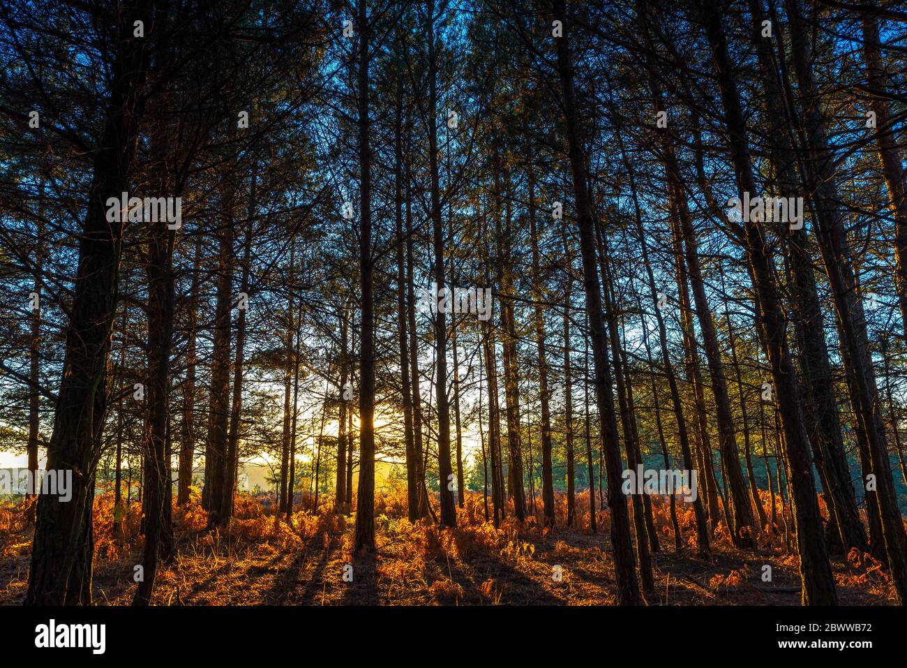 Sunlight through trees hi-res stock photography and images - Alamy
