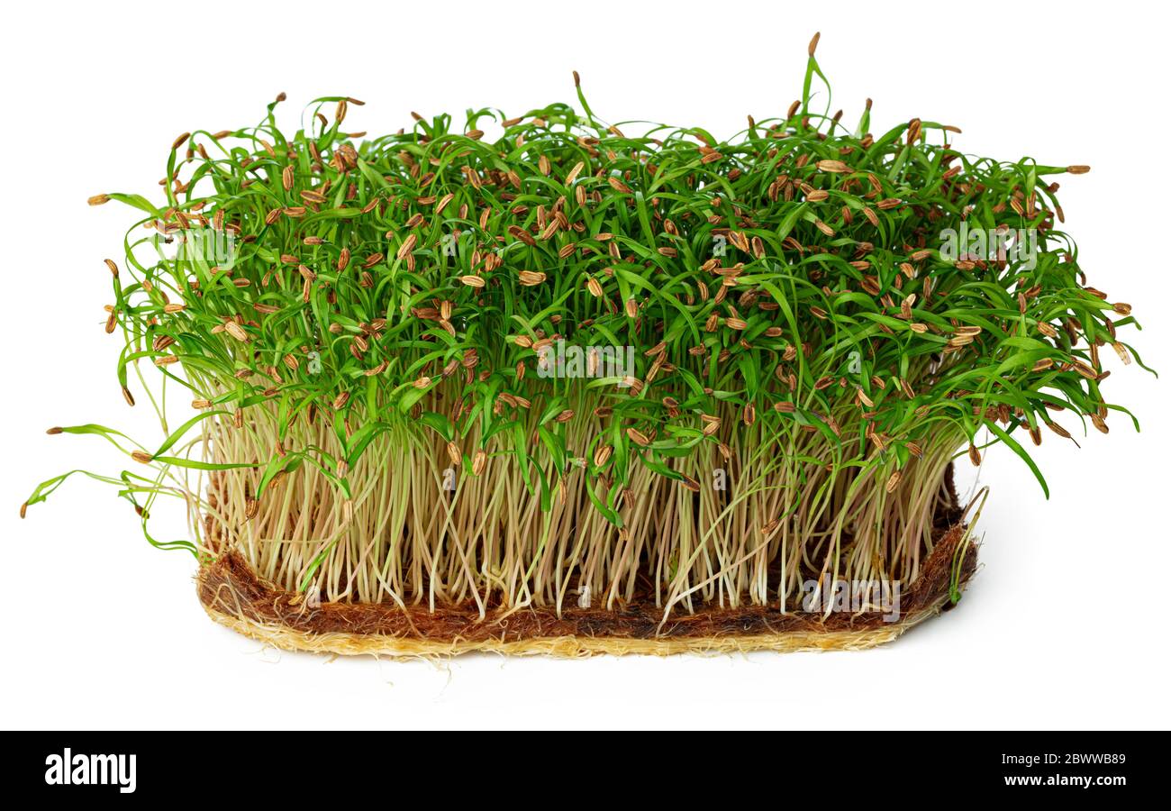 Micro green sprouts of fennel isolated on white Stock Photo - Alamy