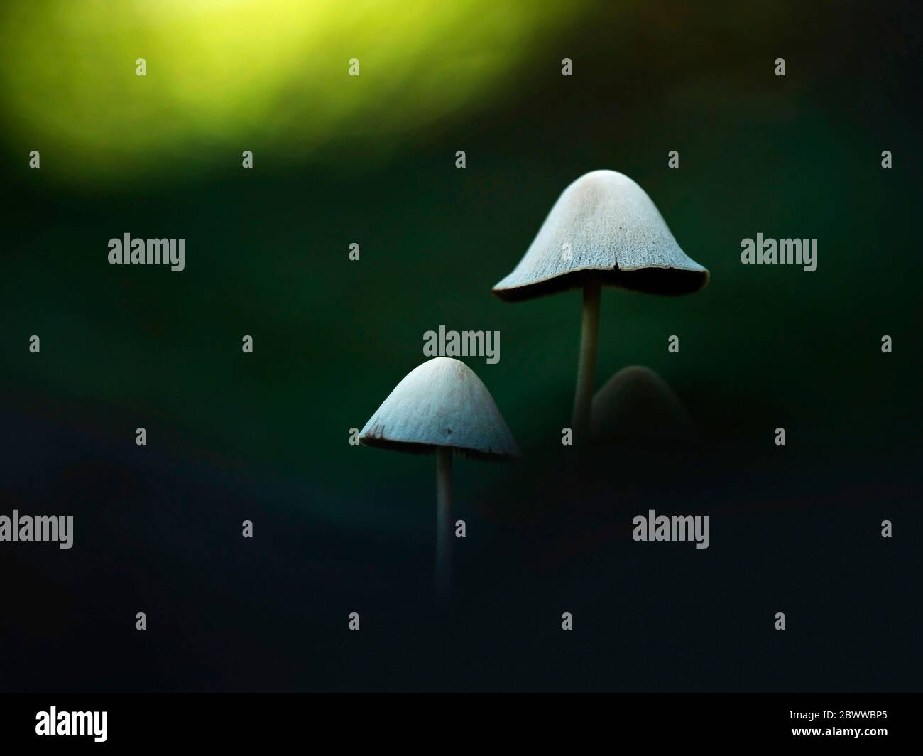 Mycena mushrooms hi-res stock photography and images - Alamy