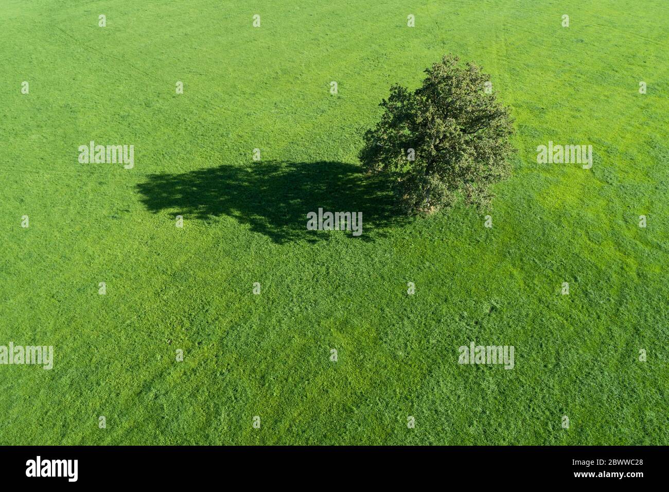Aerial view oak tree hi-res stock photography and images - Alamy