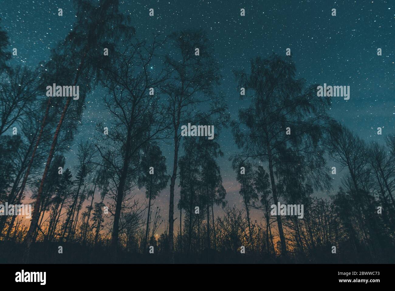 Starry sky over trees in Sodermanland, Nykoping, Sweden Stock Photo - Alamy