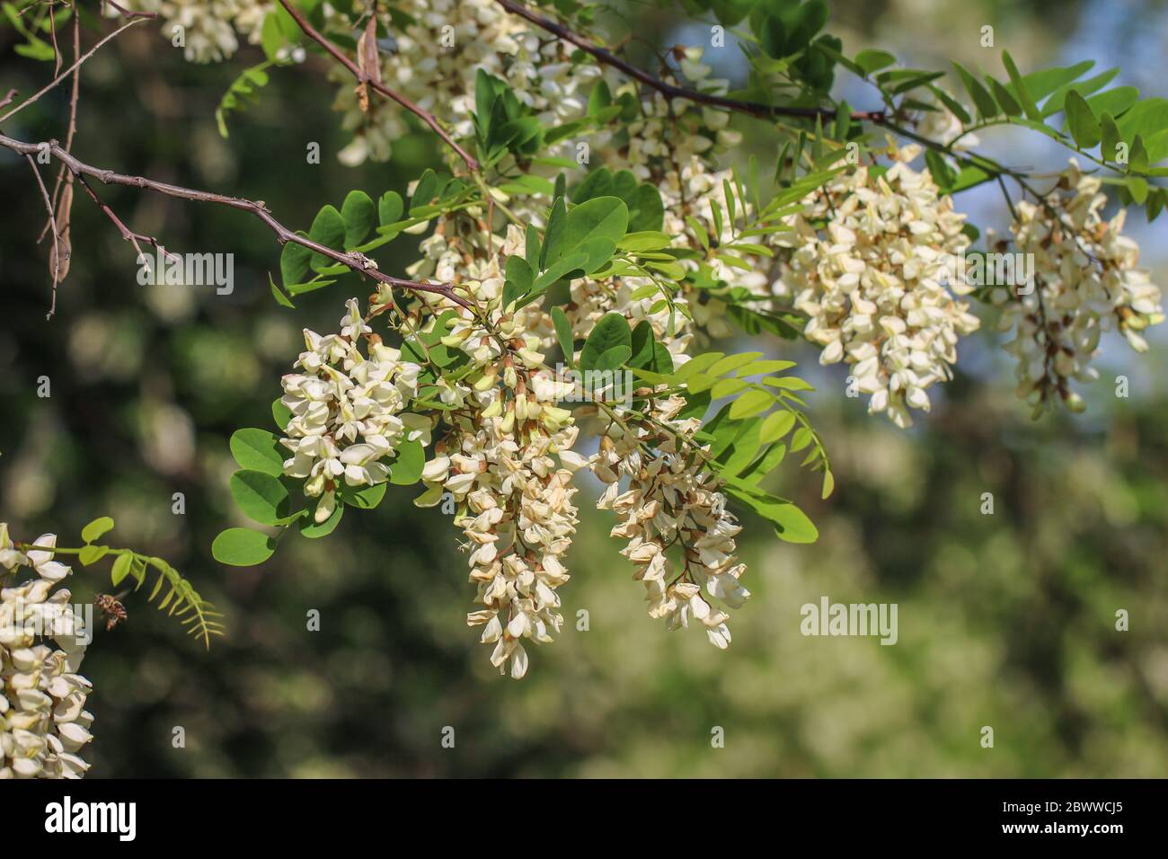 White flowers of black locust (latin name Robinia pseudoaccacia) in ...