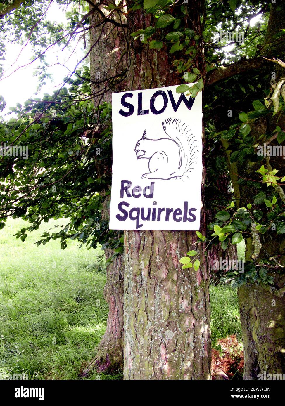 Road sign warning red squirrels hi-res stock photography and images - Alamy