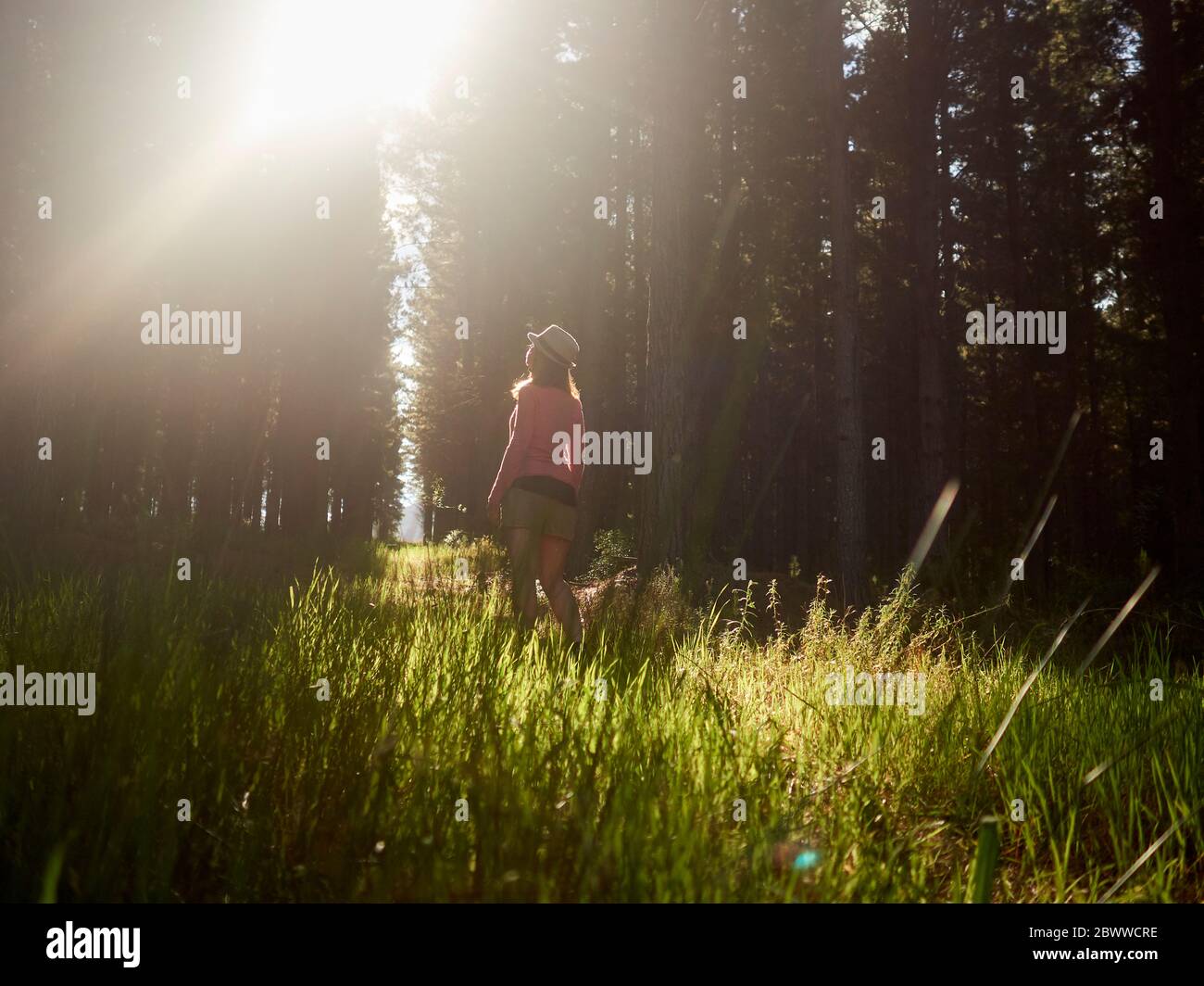 Backlight south africa hi-res stock photography and images - Alamy